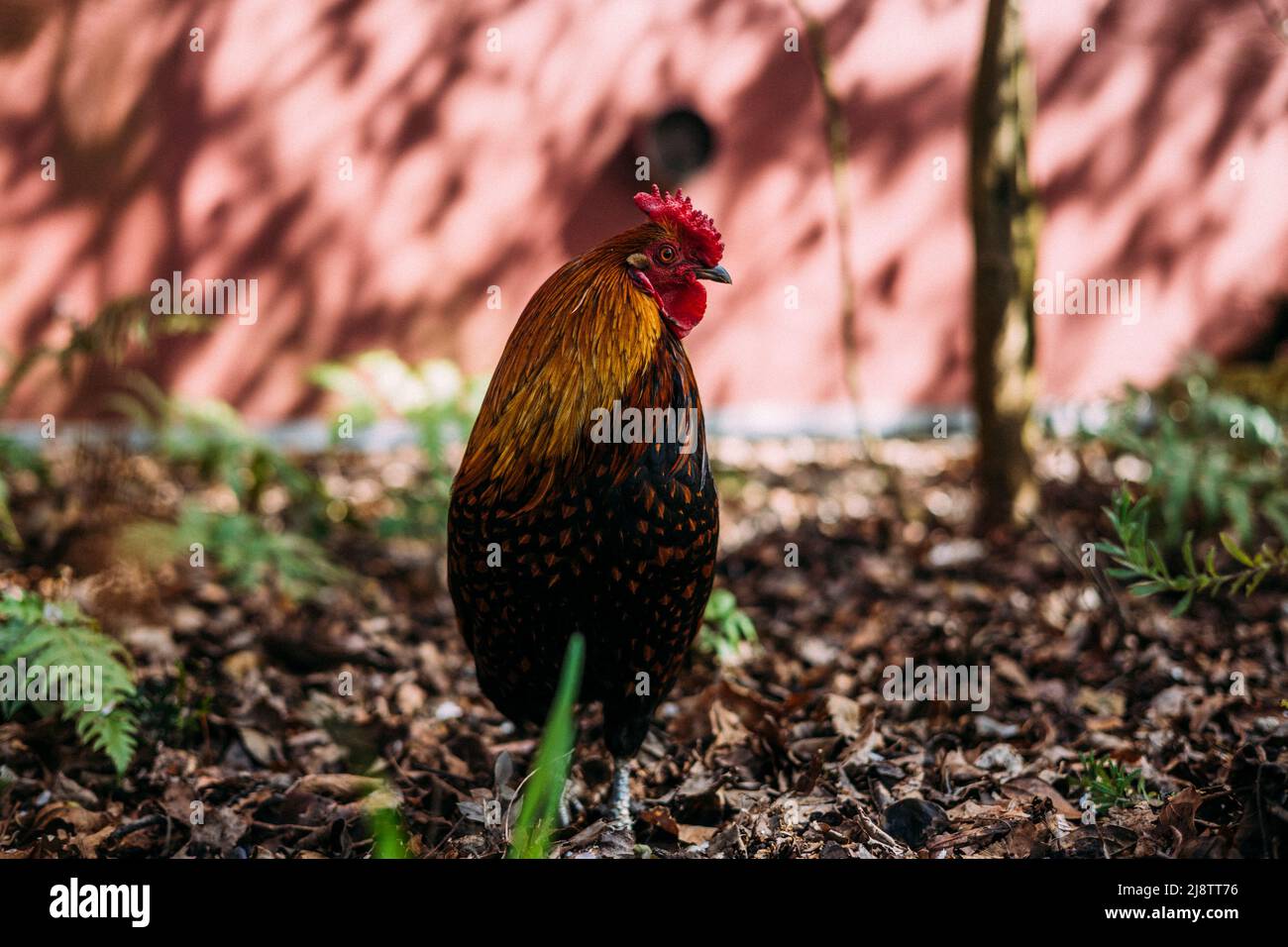 Porto, Portugal, 11.04.22: Ein Hahn im botanischen Garten. Foto ...
