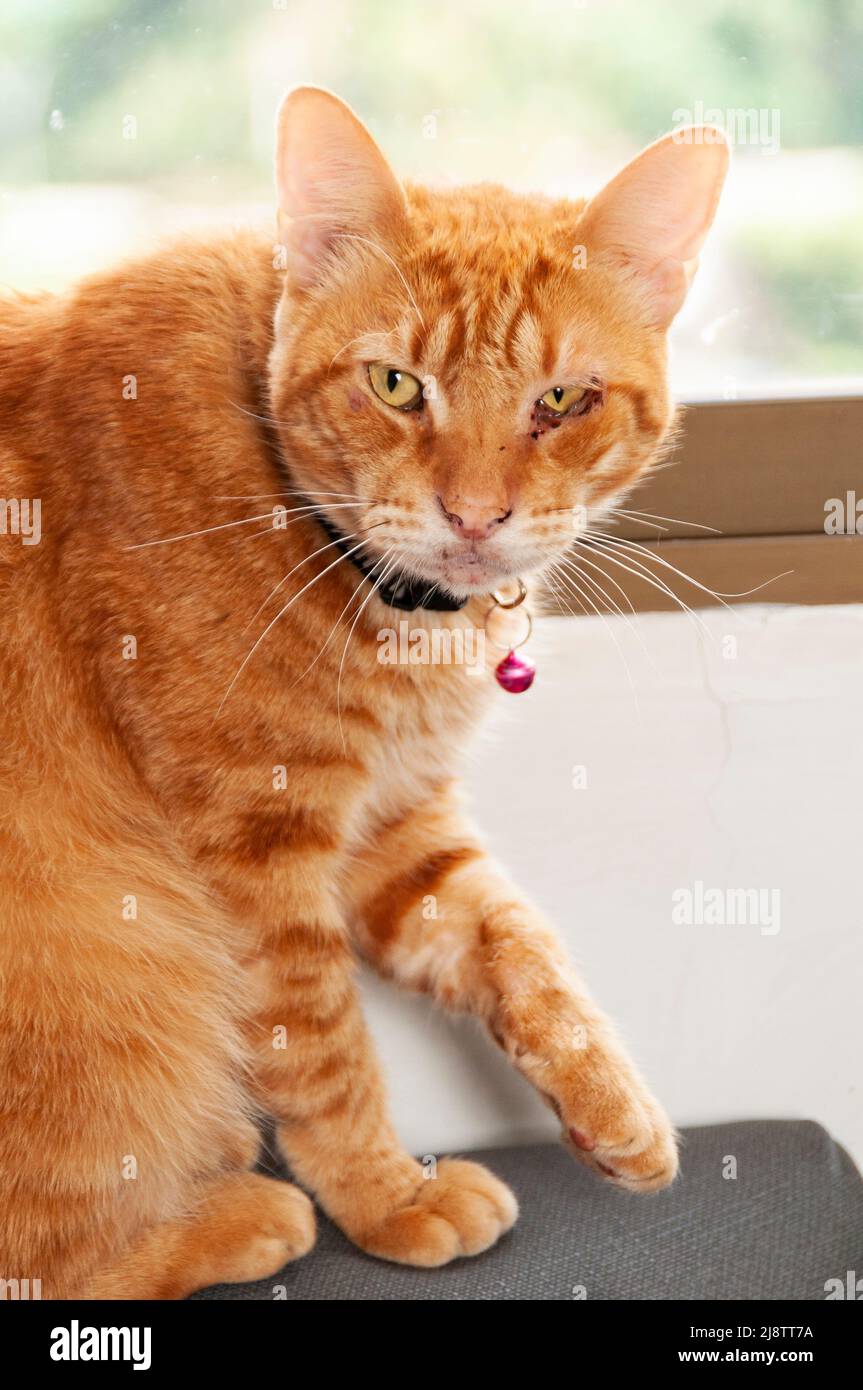 Beautiful Pet; Adult Cat Bruised Eye For Fighting Another Cat Stock ...