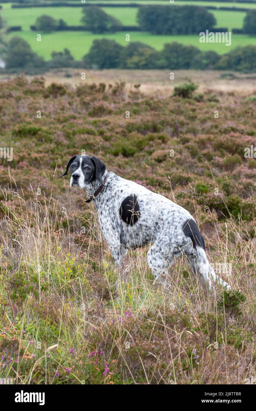 English Pointer. Black and white. Adult female Stock Photo - Alamy