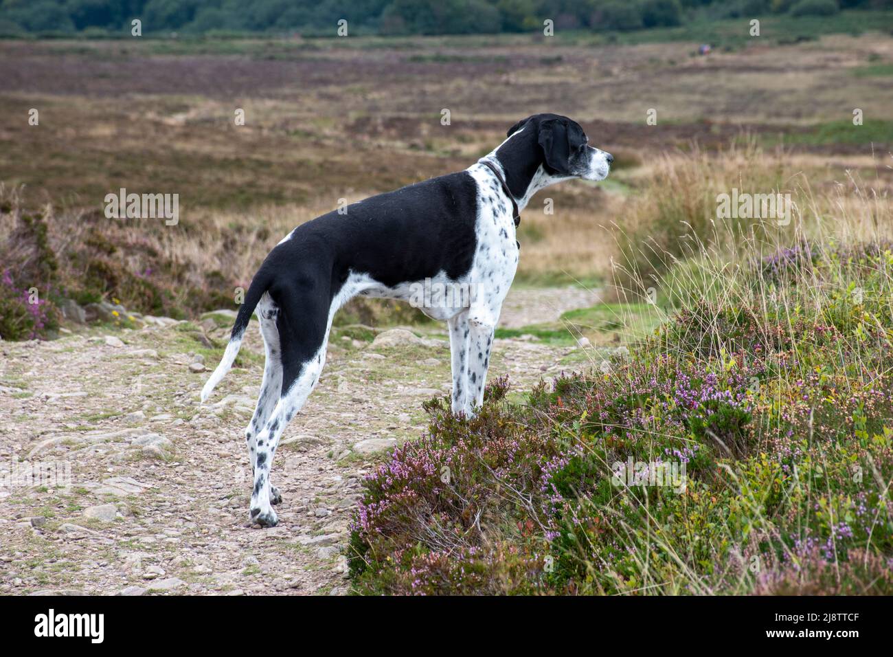 English Pointer. Black and white. Adult female Stock Photo - Alamy