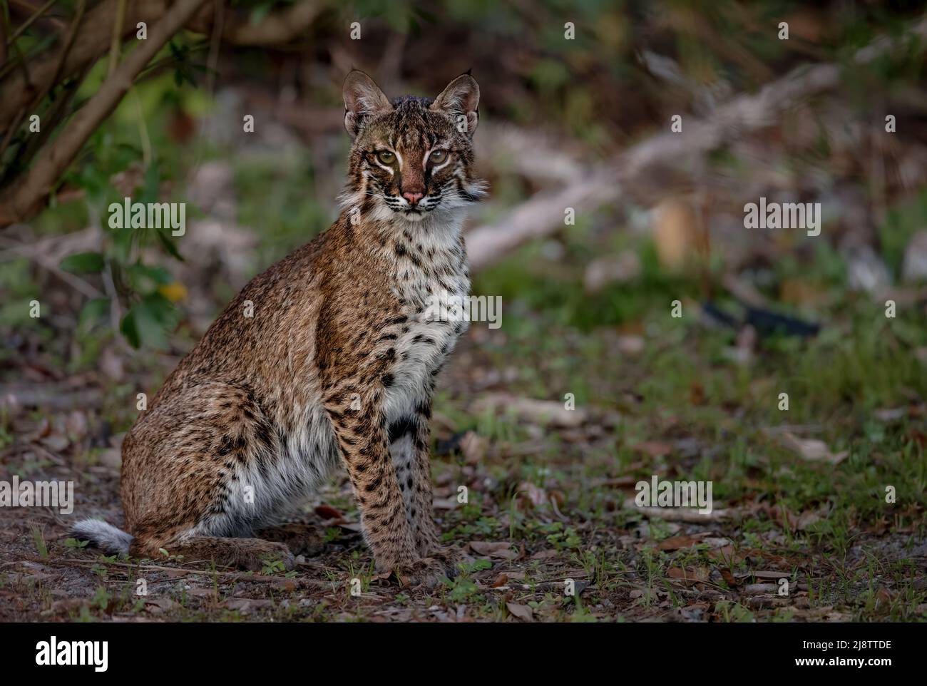 Bobcat photography hi-res stock photography and images - Alamy