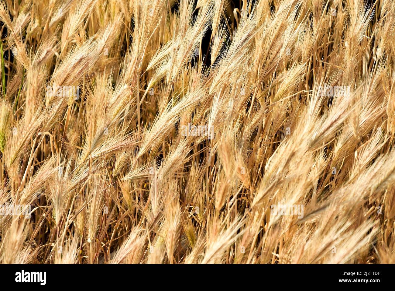 Golden rye. Picture can be used as a background Stock Photo - Alamy