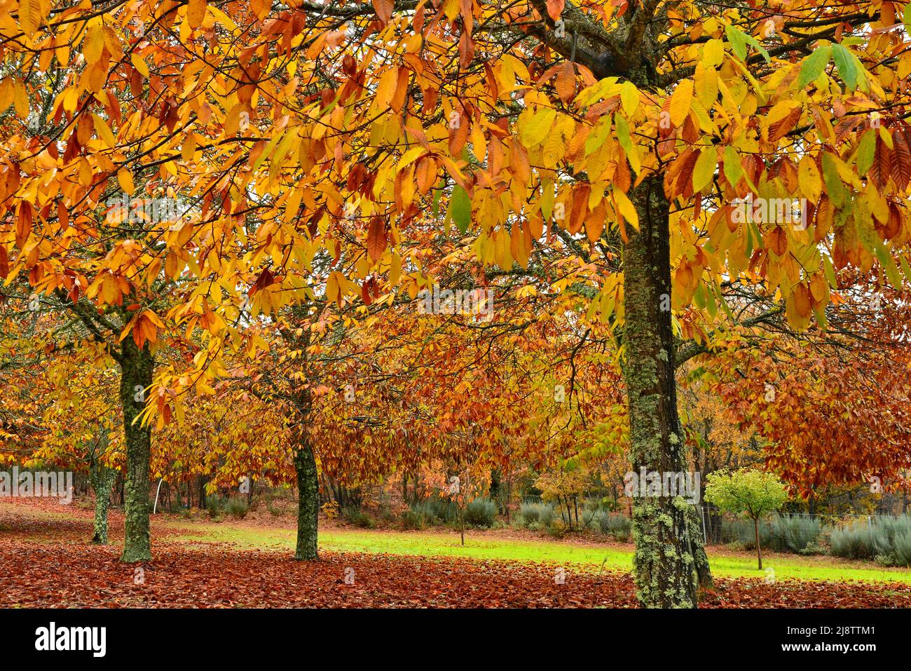 Golden ochres hi-res stock photography and images - Alamy