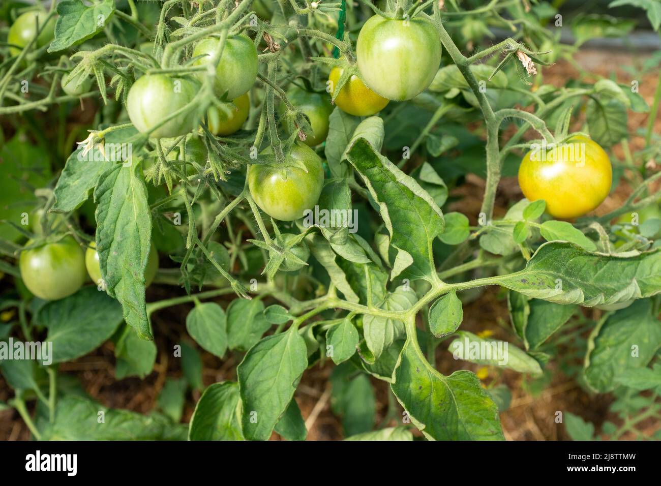 Green young tomatoes on tomato bush, close-up. Composition with ...