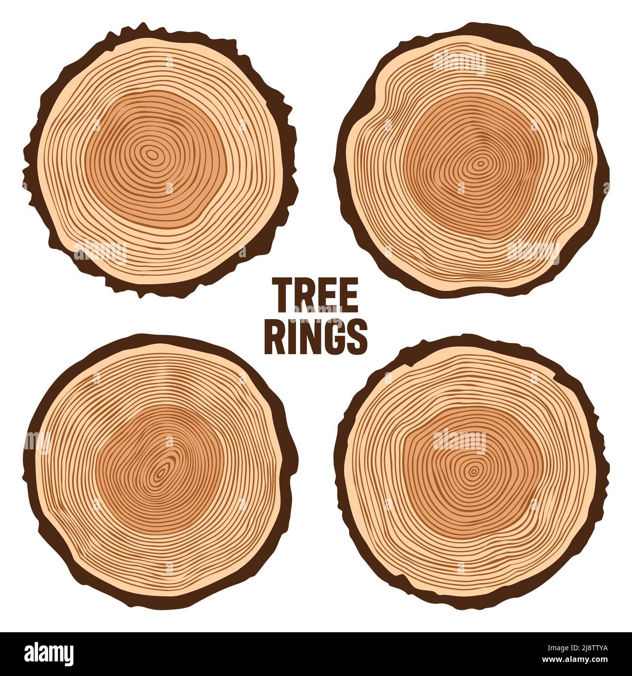 Round tree trunk cuts, sawn pine or oak slices, lumber. Saw cut timber ...