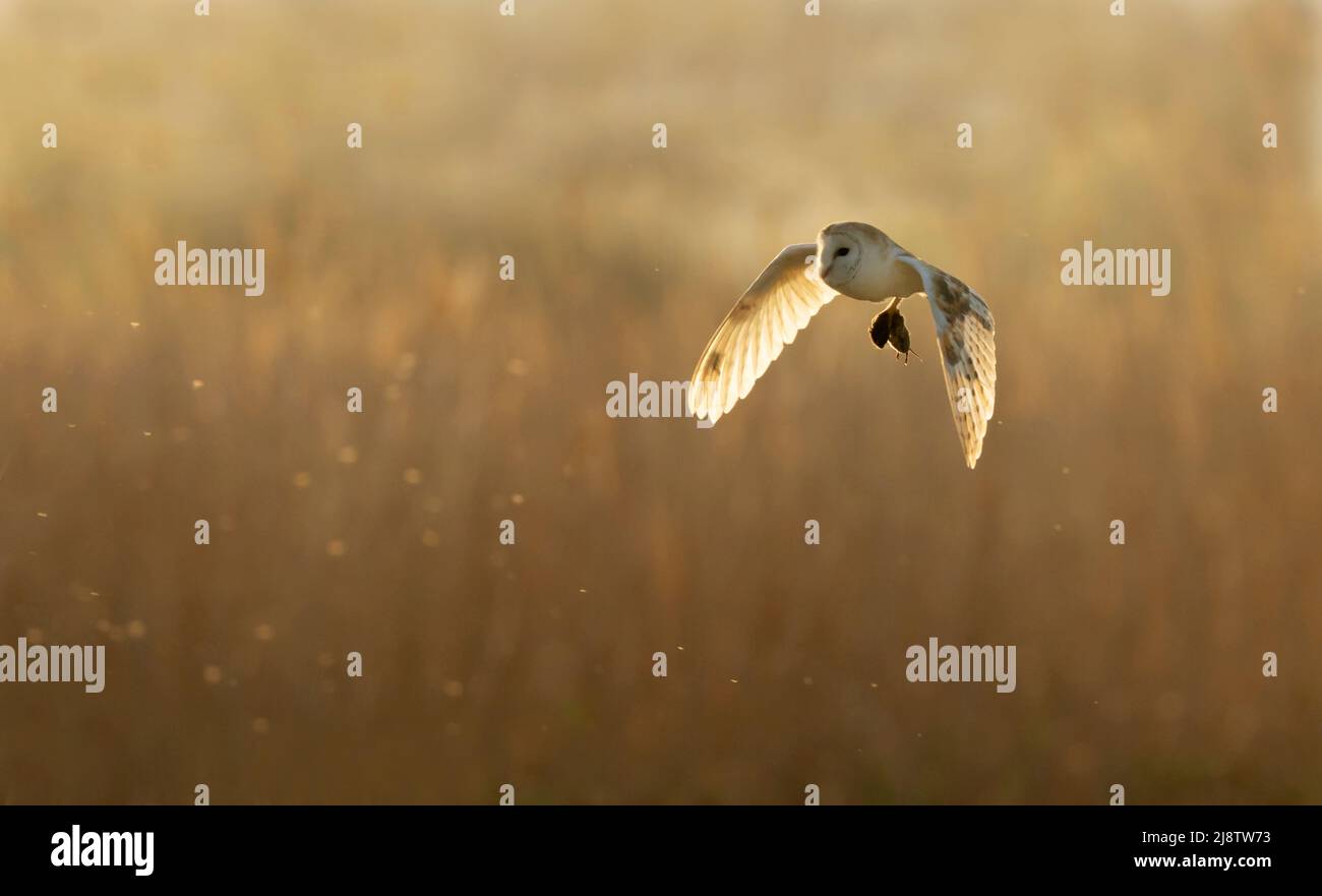 Owl talons hi-res stock photography and images - Alamy
