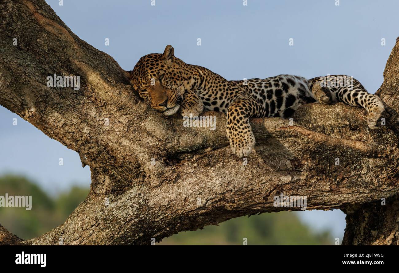 A leopard on safari in Africa Stock Photo - Alamy