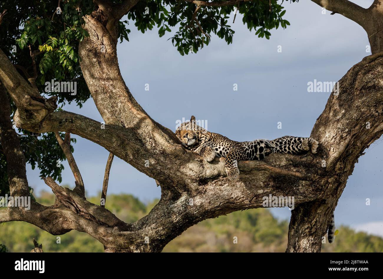 Safari camera mount hi-res stock photography and images - Alamy