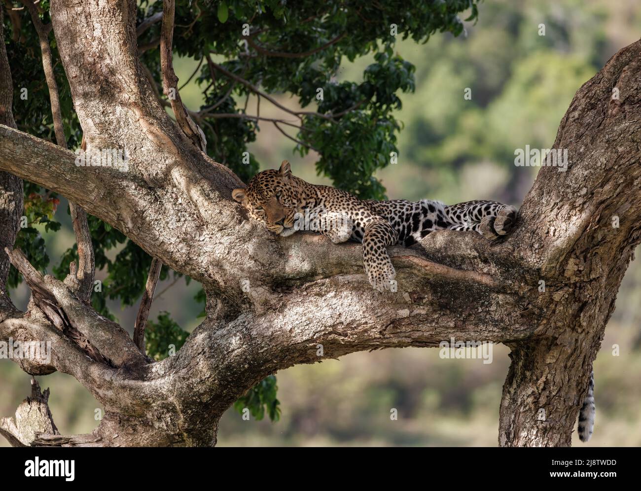 A leopard on safari in Africa Stock Photo - Alamy