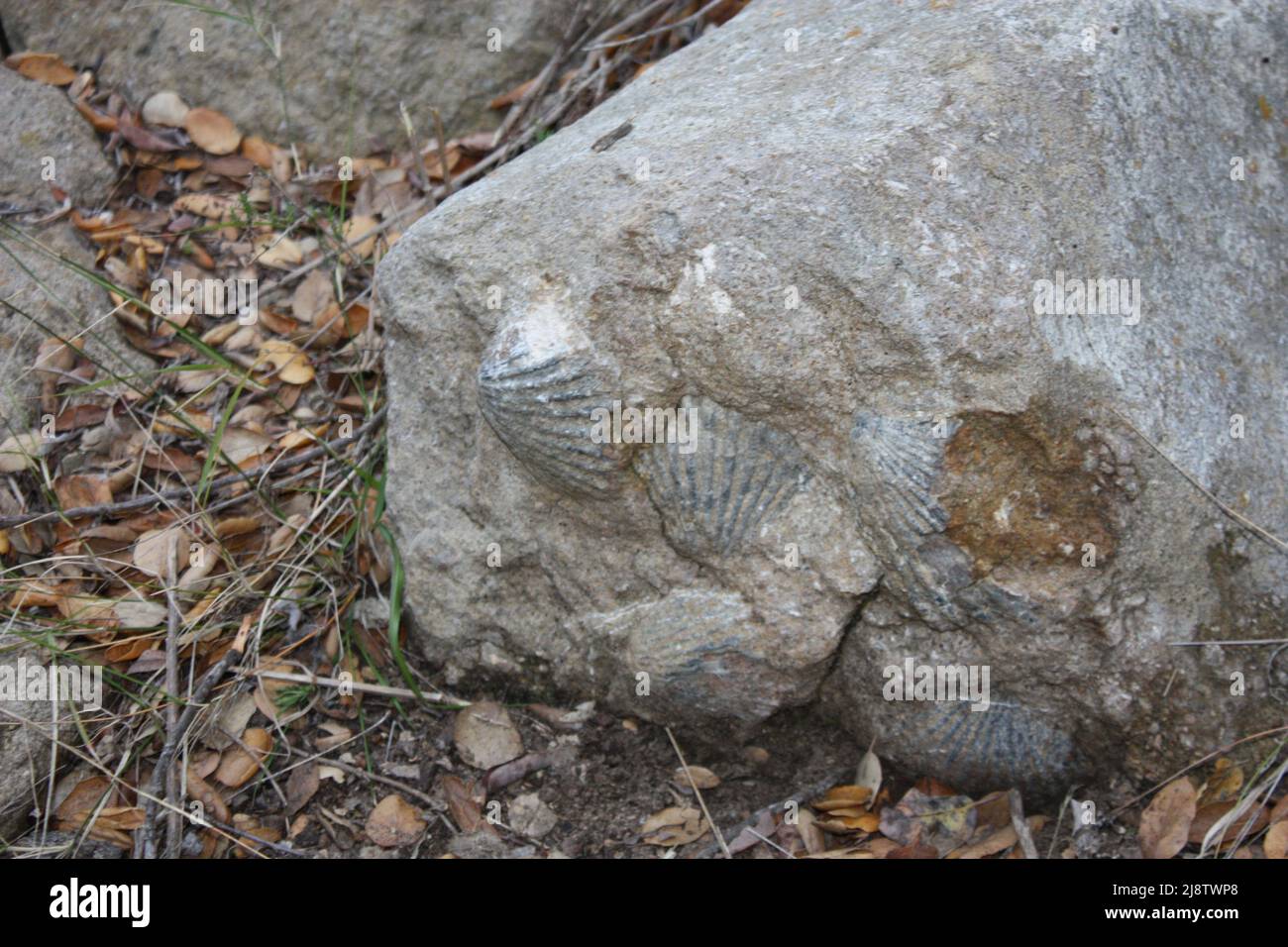 Fossils shells on rock hi-res stock photography and images - Alamy