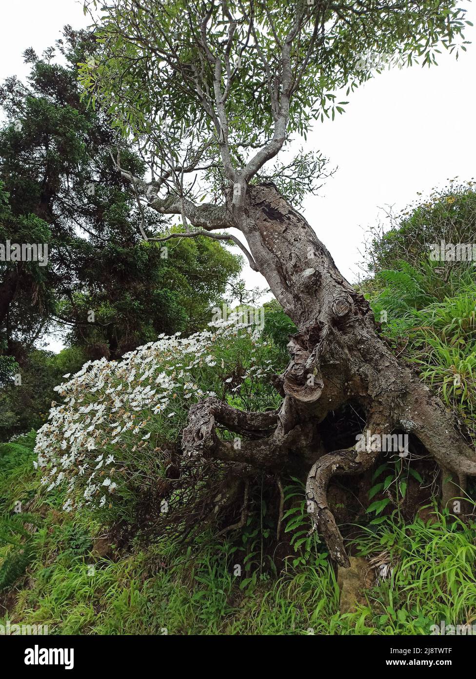 Azores Portugal, beautiful scenery from Terceira Island, incredible ...
