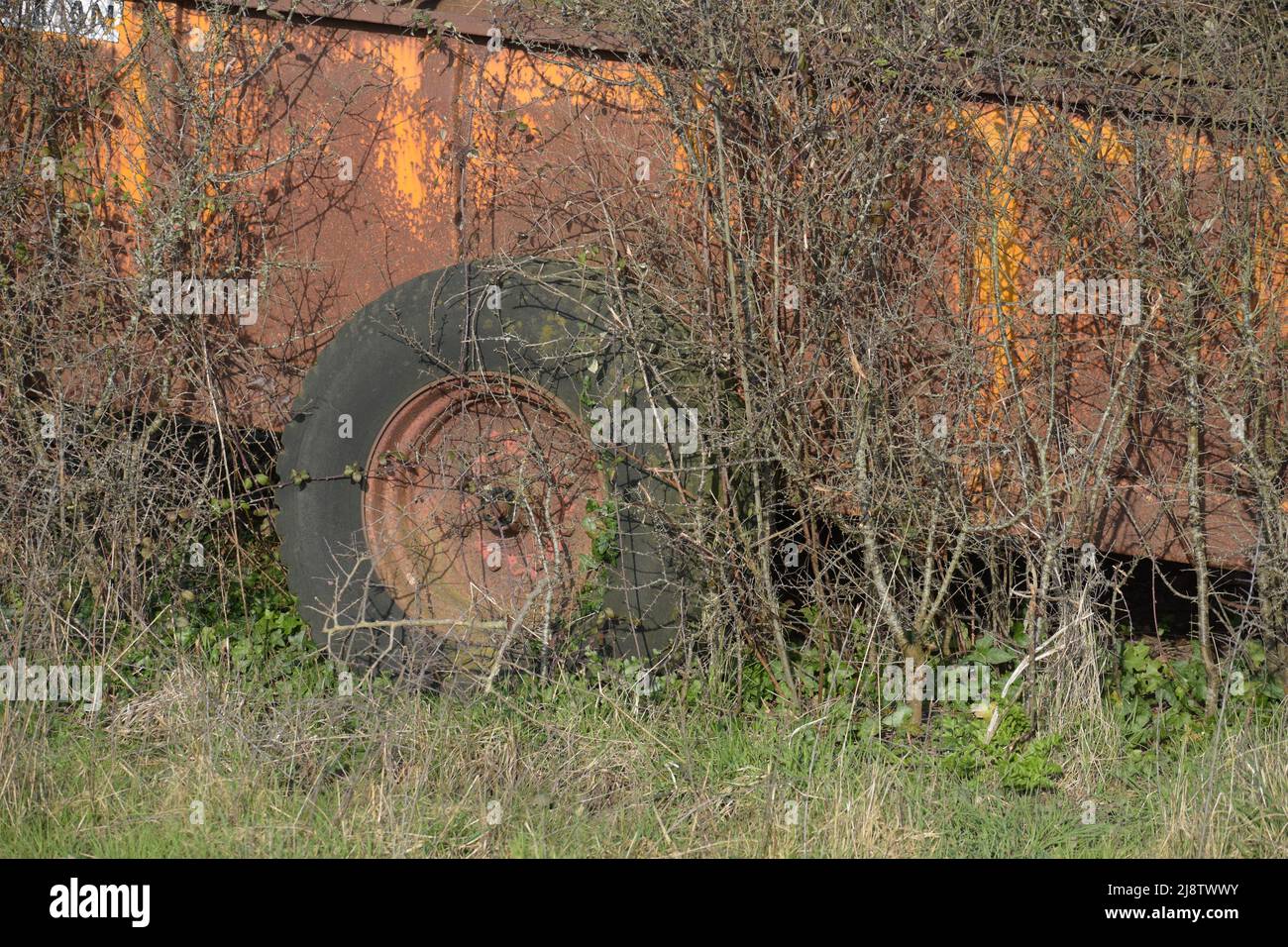 Rusty trailer and wheel overgrown with weeds in the farm yard. Dorset ...