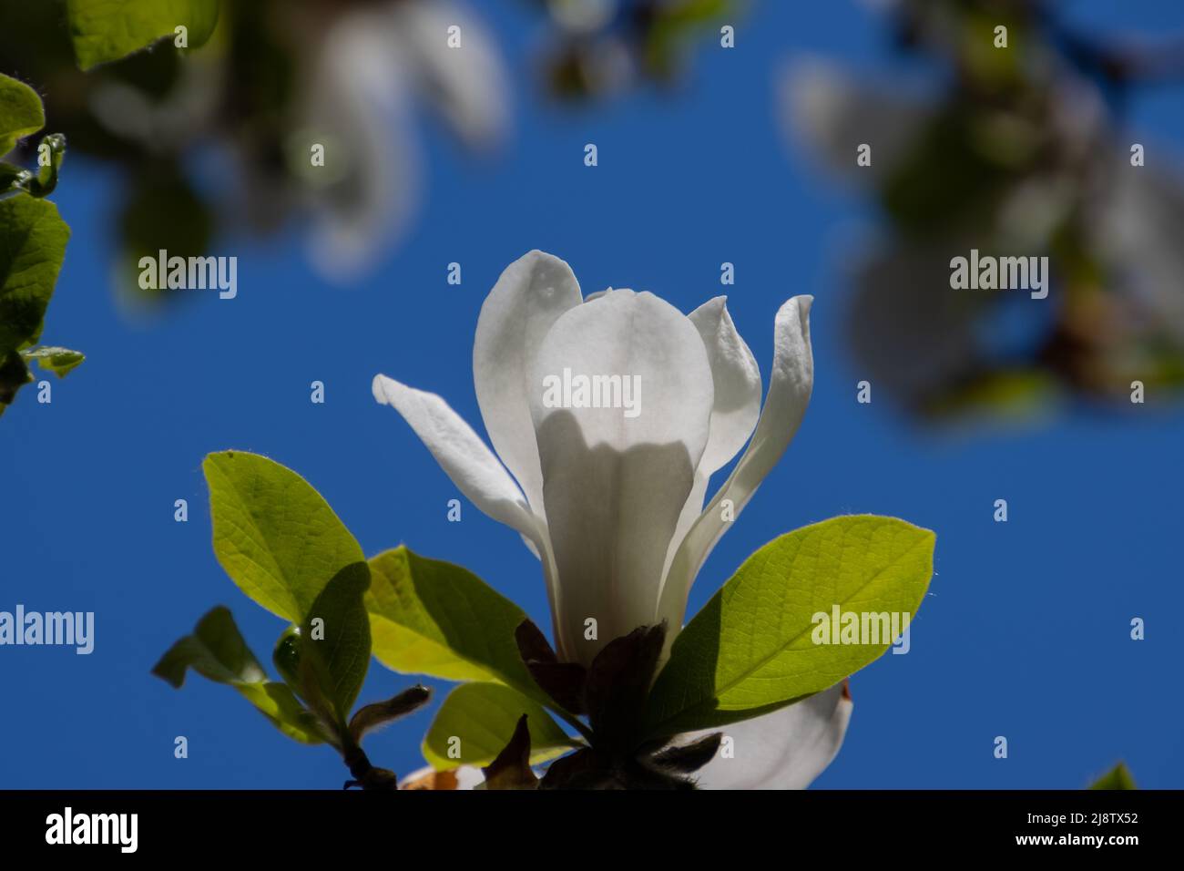 Magnolia flower bloom hi-res stock photography and images - Alamy