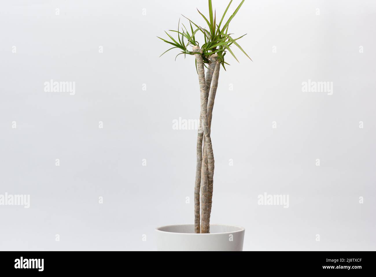 Twisted three trunks of Dracaena marginata in pot on white background ...