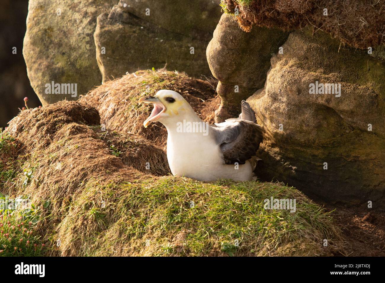 Vomit hi-res stock photography and images - Alamy