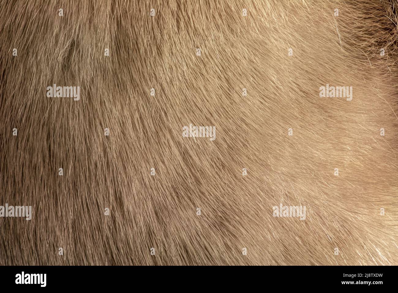 Mink fur texture of light, gray color close-up background. Grey mink ...