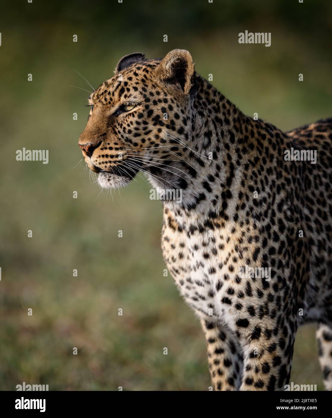 A leopard on safari in Africa Stock Photo - Alamy