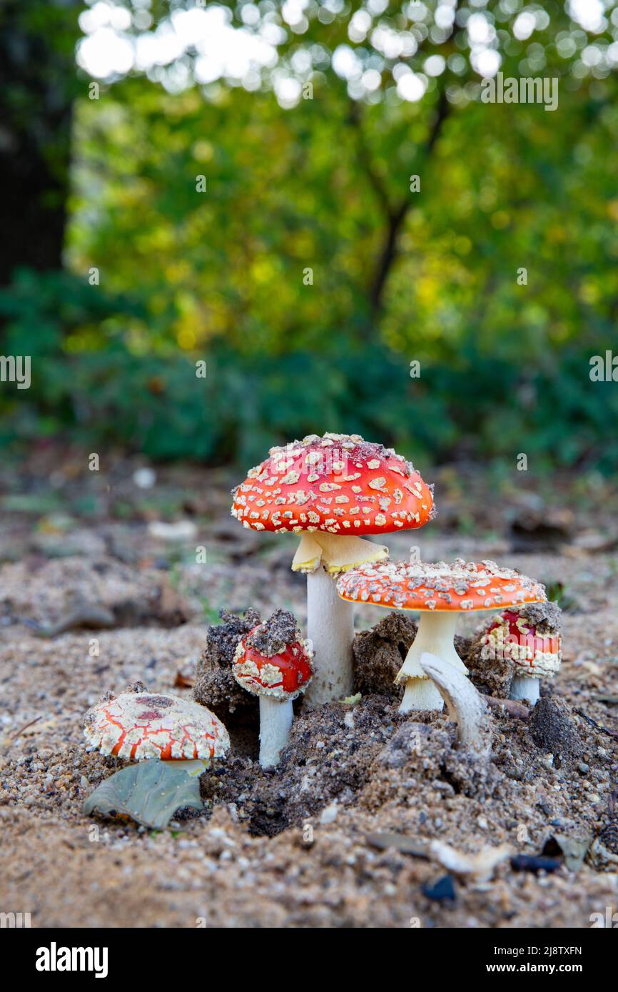 Old And Young Toadstools At The Edge Of Forest On Sandy Soil Stock ...