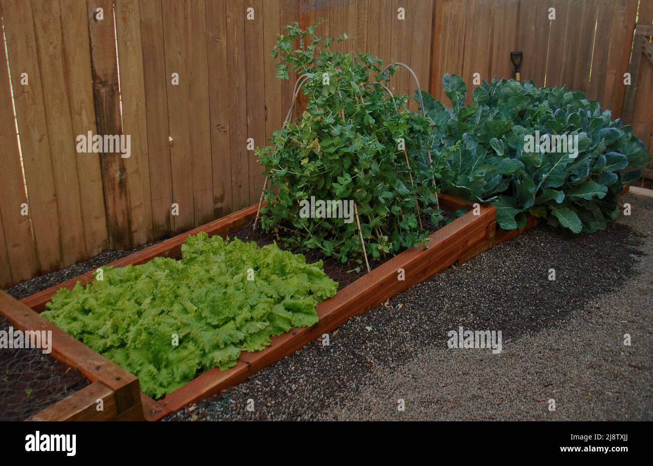 Garden vegtable hi-res stock photography and images - Alamy