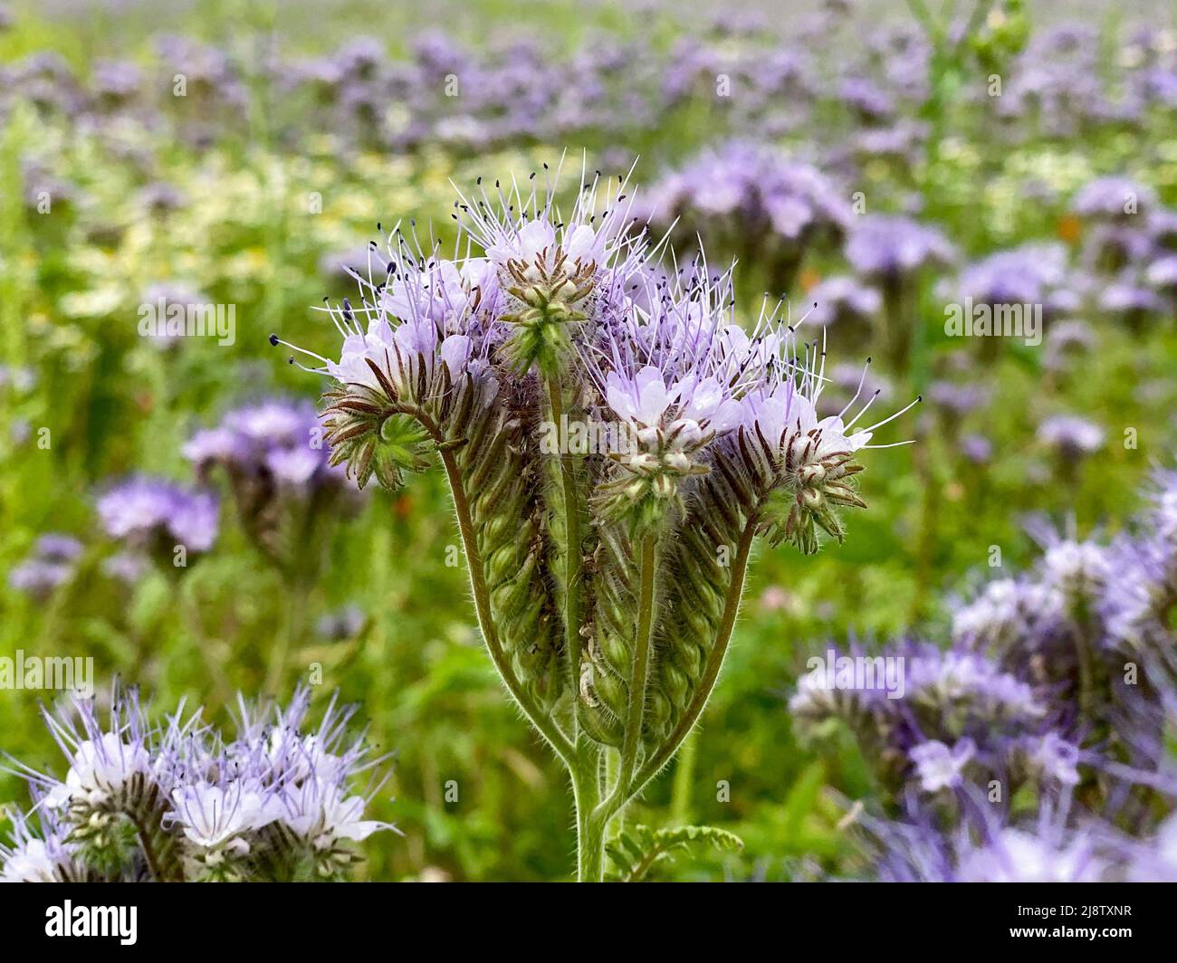 Close-up of a Phacelia blossom in front of a phacelia field Stock Photo ...