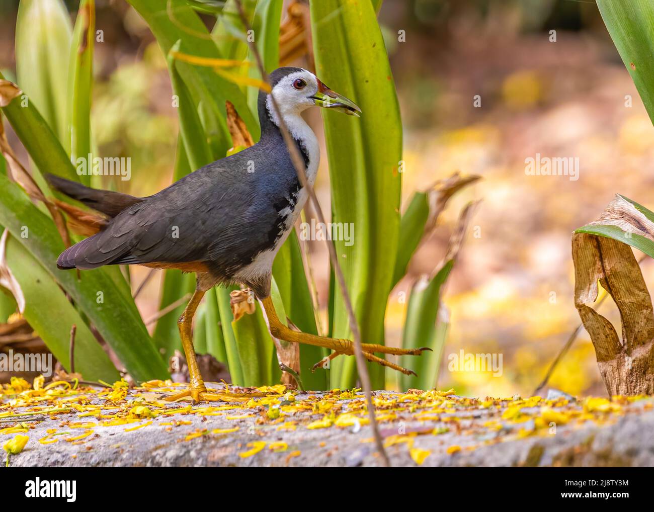 A White Chested Water hen with food running Stock Photo - Alamy