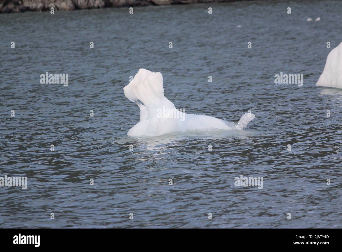 glacier chunks floating in water after calving Stock Photo - Alamy