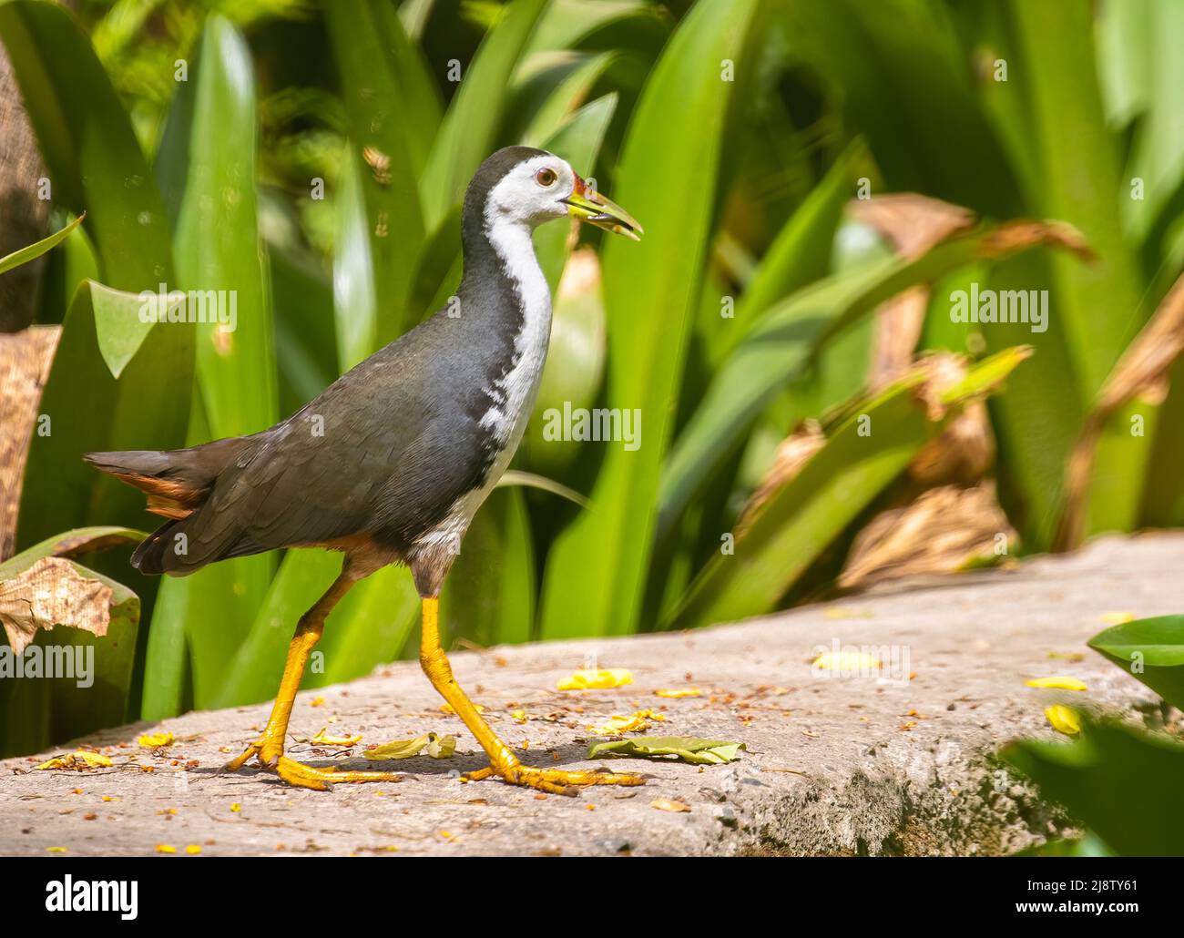 A White Chested Water hen with food in its mouth Stock Photo - Alamy