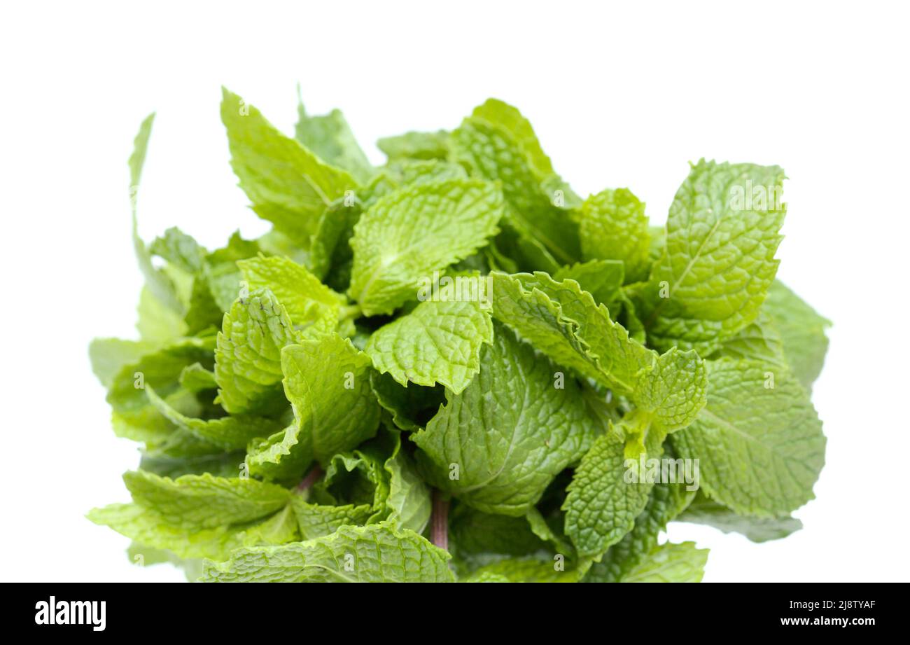 Flora of Gran Canaria - Mentha spicata, garden mint, introduced species ...