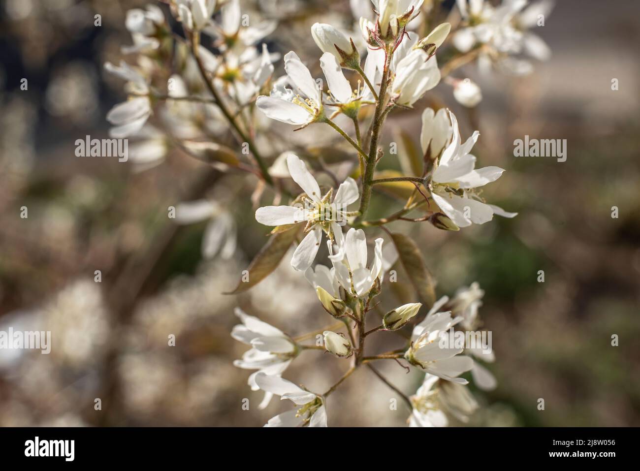 close-up of a flowering twig of a june berry shrub with white blossoms ...