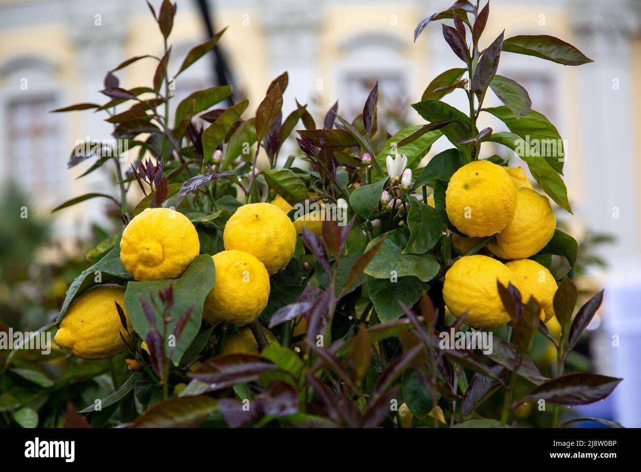 Fresh lemons on branch hi-res stock photography and images - Alamy