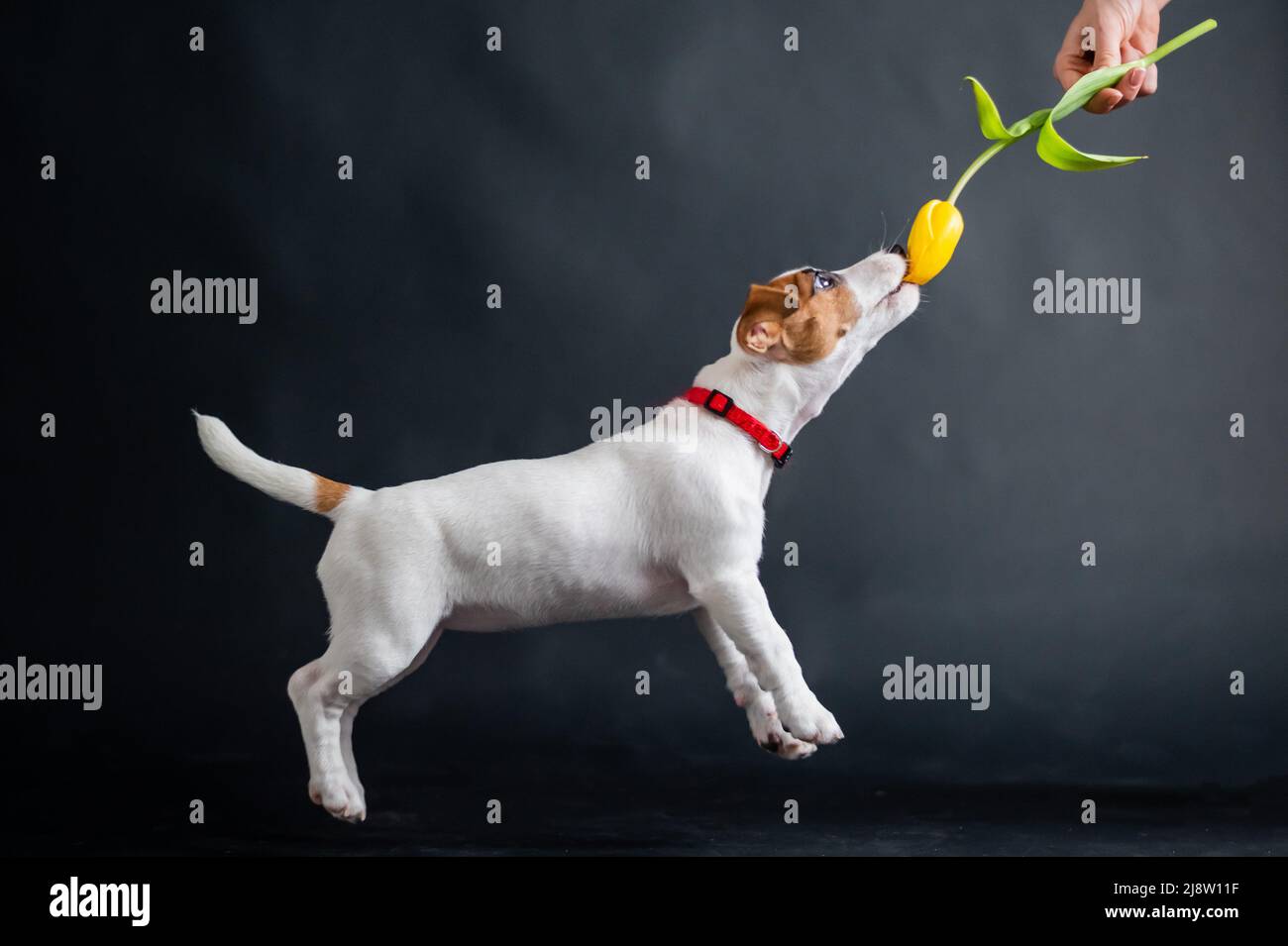 Woman teases funny puppy with flower in studio. Little mischievous dog hunts for a tulip on a ...