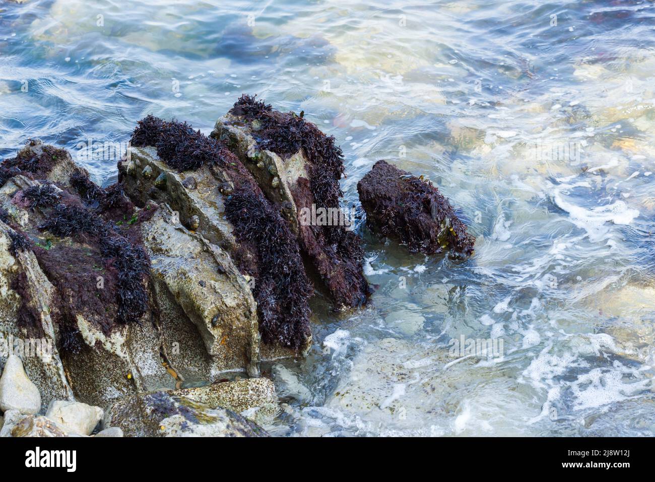 Water seaweed rocks hi-res stock photography and images - Alamy