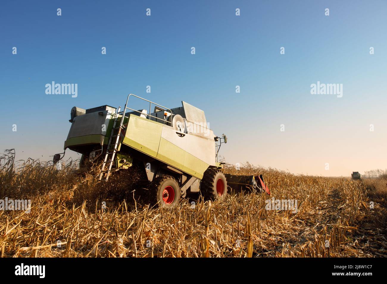 Combine harvester harvest corn field. Image of the agricultural ...