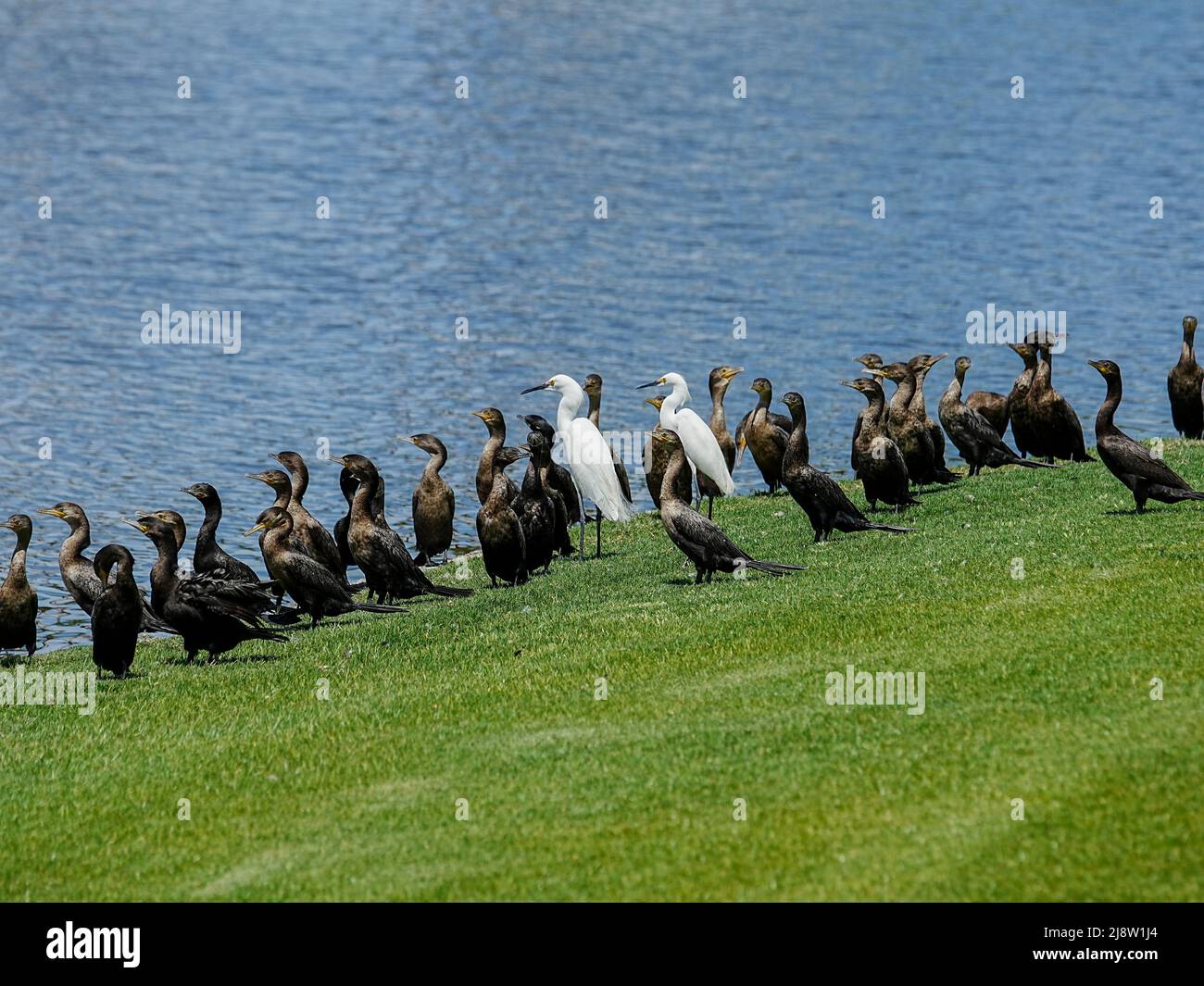 Birds with small beaks hi-res stock photography and images - Alamy
