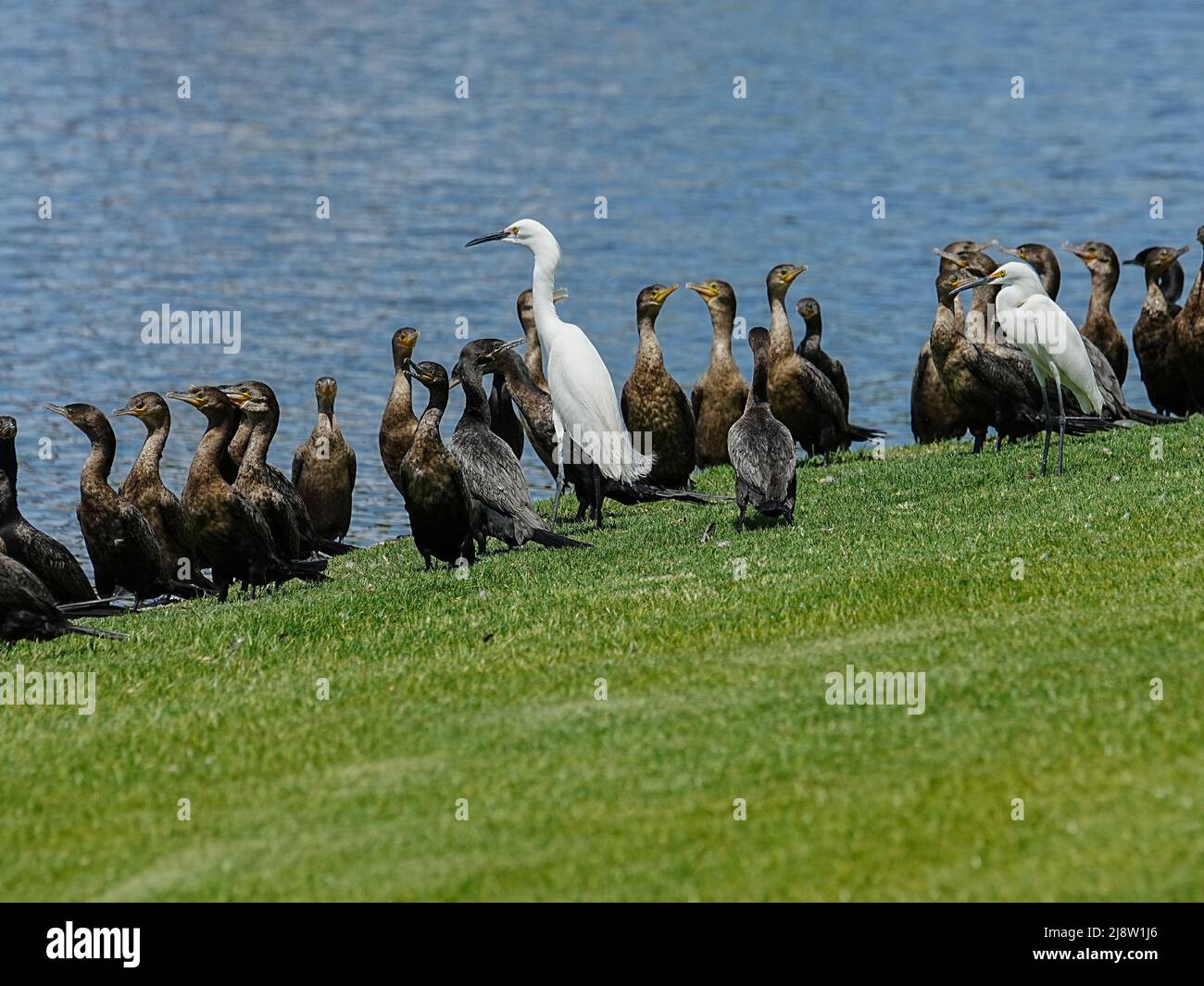 Pond birds hi-res stock photography and images - Alamy