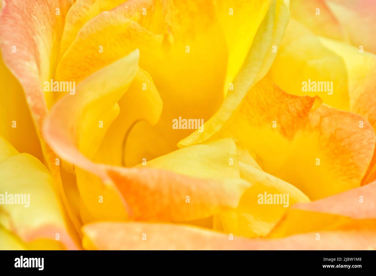 Red rose yellow center garden hi-res stock photography and images - Alamy