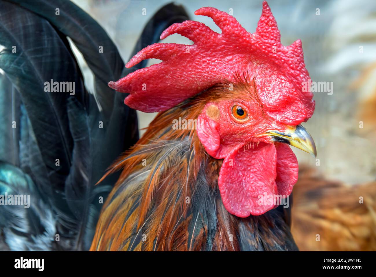 Portrait of red rooster. Domestic fowl, rooster, captiv. Close-up Stock ...