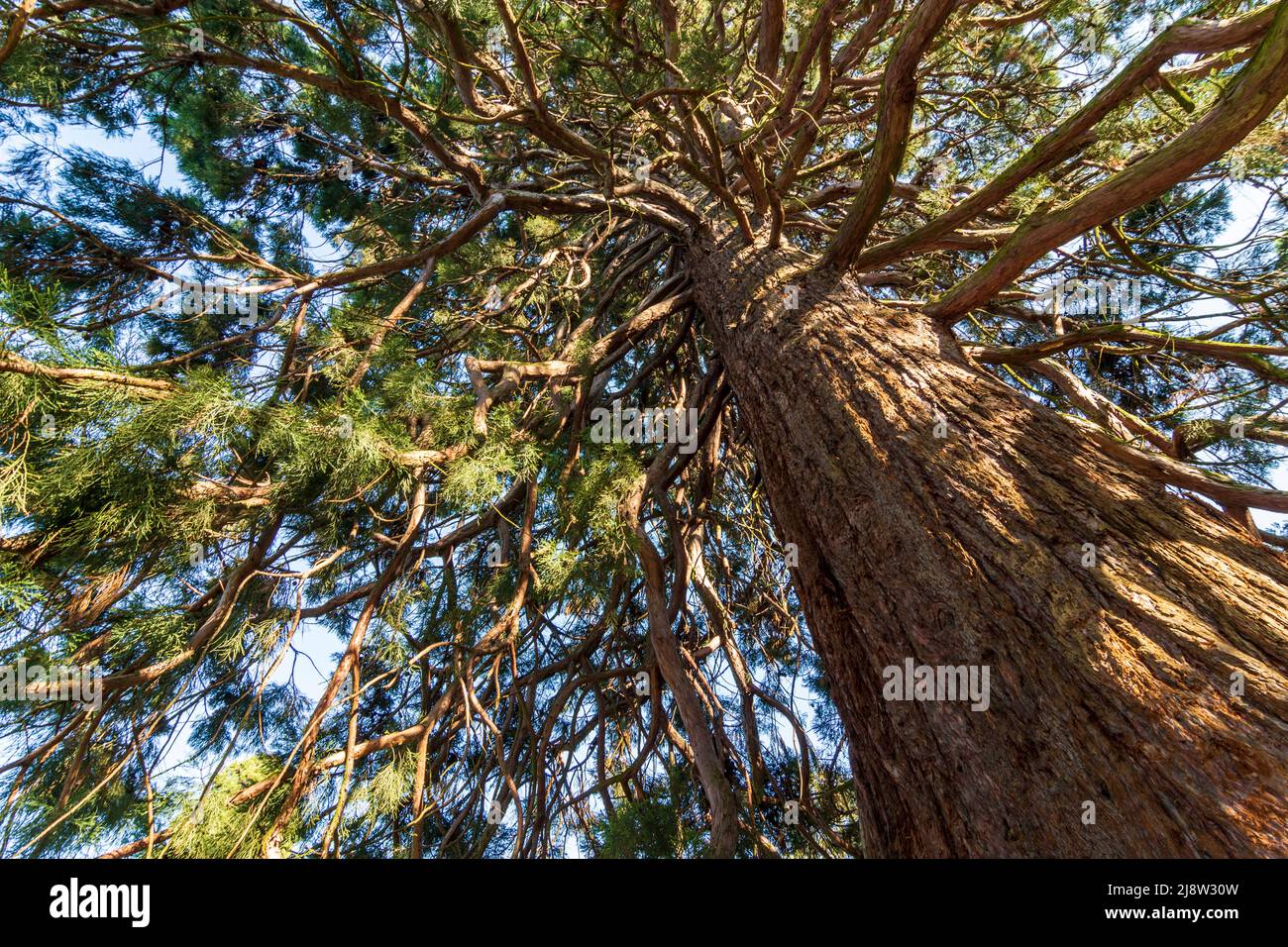 Sequoioideae hi-res stock photography and images - Alamy