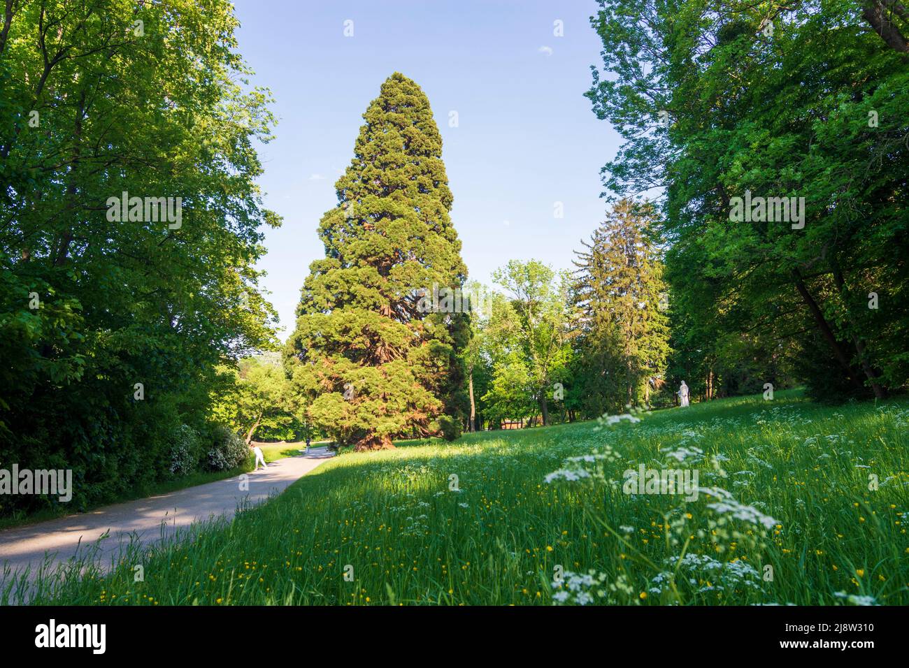 Wien, Vienna: redwood tree (Sequoioideae), park Pötzleinsdorfer ...
