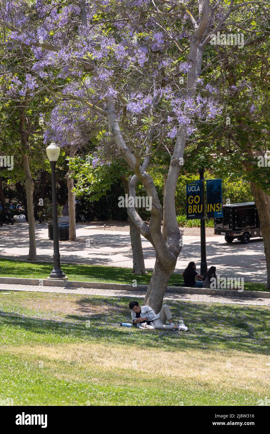 UCLA student studying under a jacaranda tree Stock Photo - Alamy
