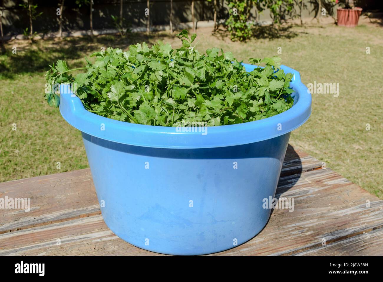 Dhaniya leaves hi-res stock photography and images - Alamy