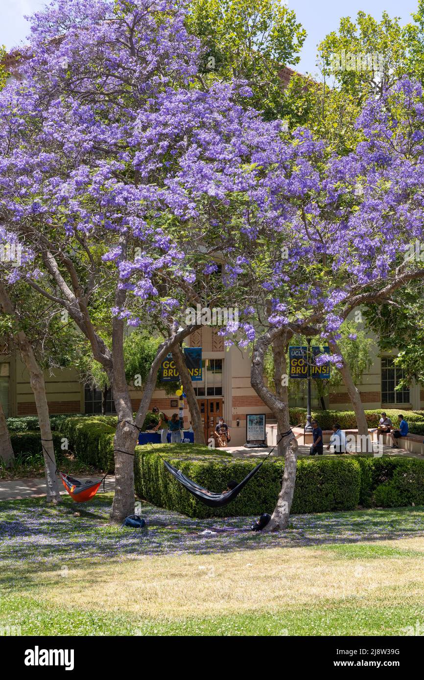 Jacaranda trees in los angeles hi-res stock photography and images - Alamy