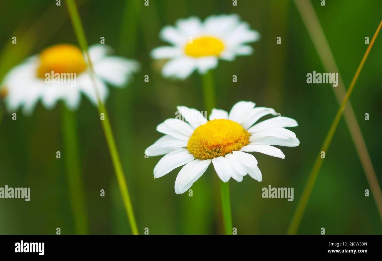 Daisy on filed hi-res stock photography and images - Alamy