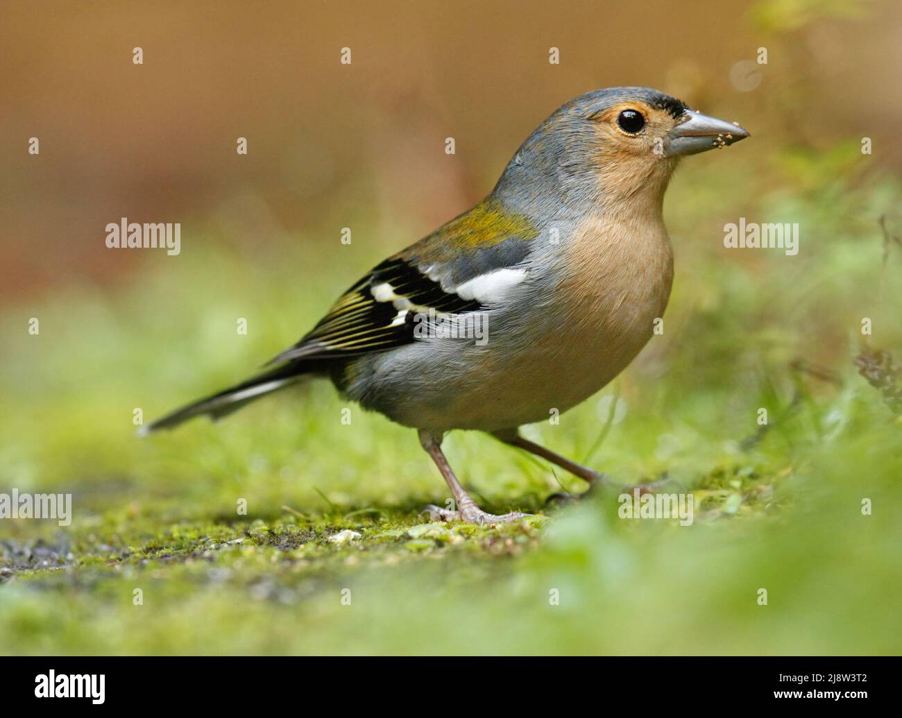 Close up of male of Madeiran chaffinch - Fringilla coelebs maderensis ...