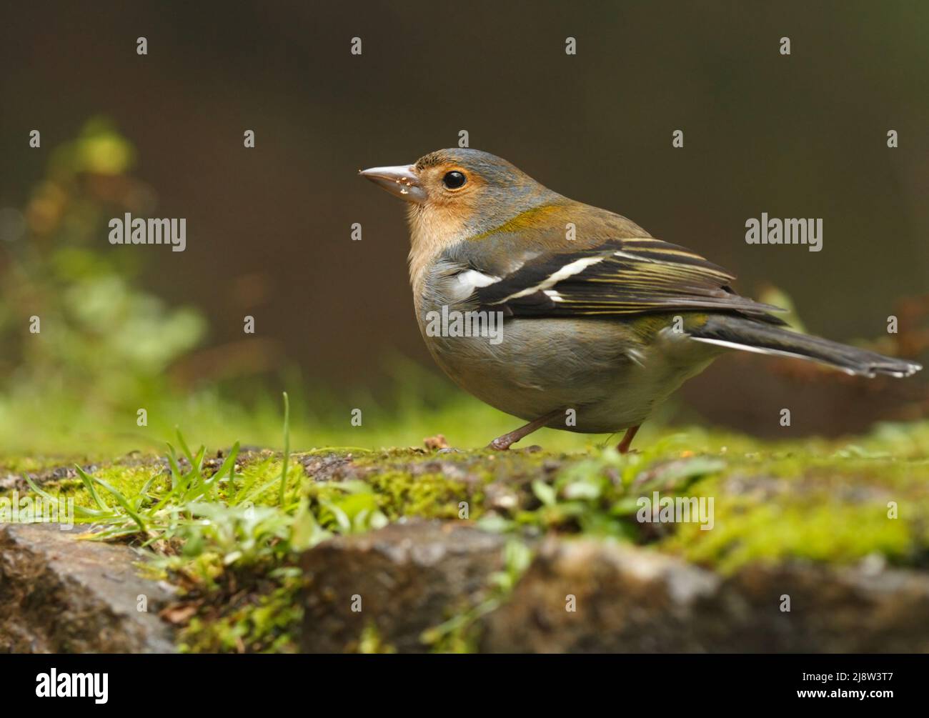Close up of male of Madeiran chaffinch - Fringilla coelebs maderensis ...