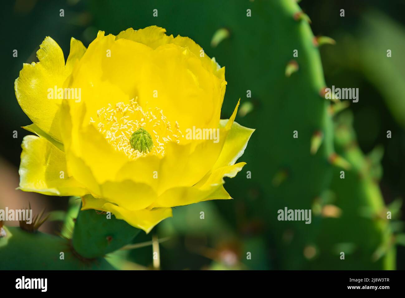 Beautiful yellow blossom of Prickly Pear Cactus flower (Opuntia ...