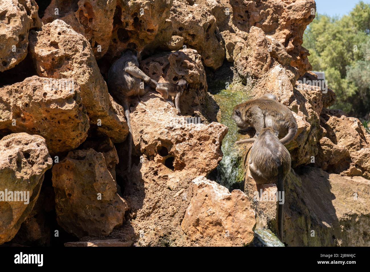 Monkeys on the rocks hi-res stock photography and images - Alamy