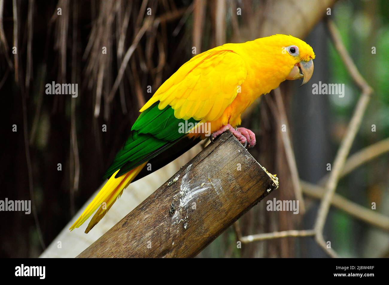 Yellow and green macaw Stock Photo - Alamy