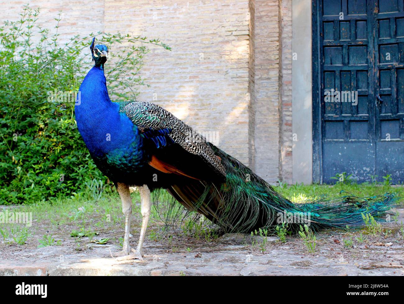 A side view of a peacock with his tail feathers lowered Stock Photo - Alamy