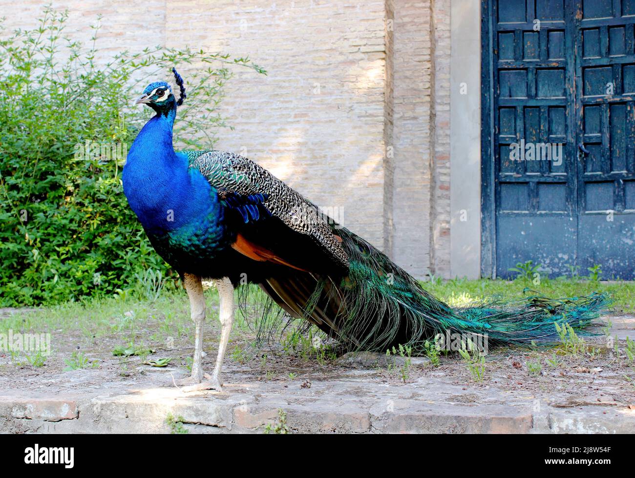Peacock Side View